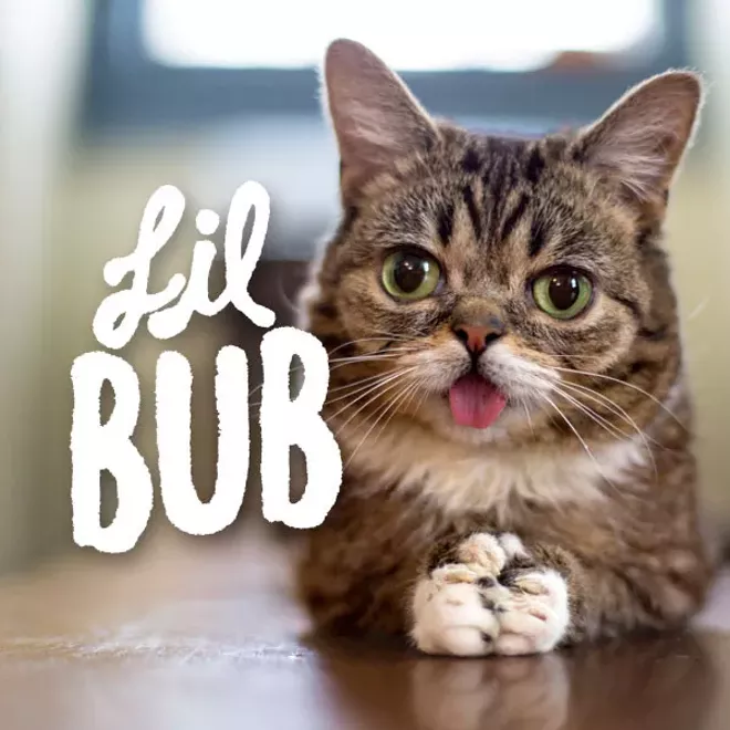 CAT FRIDAY Special Edition: Lil BUB and the Internet Cat Video Film ...
